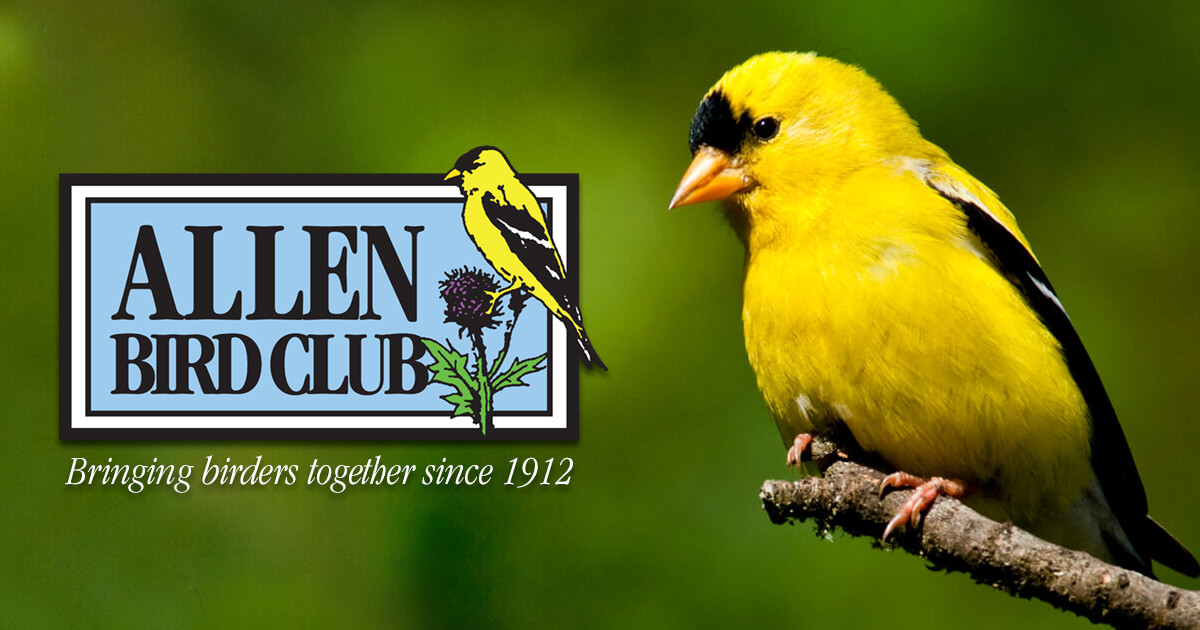 Allen Bird Club of Springfield, MA